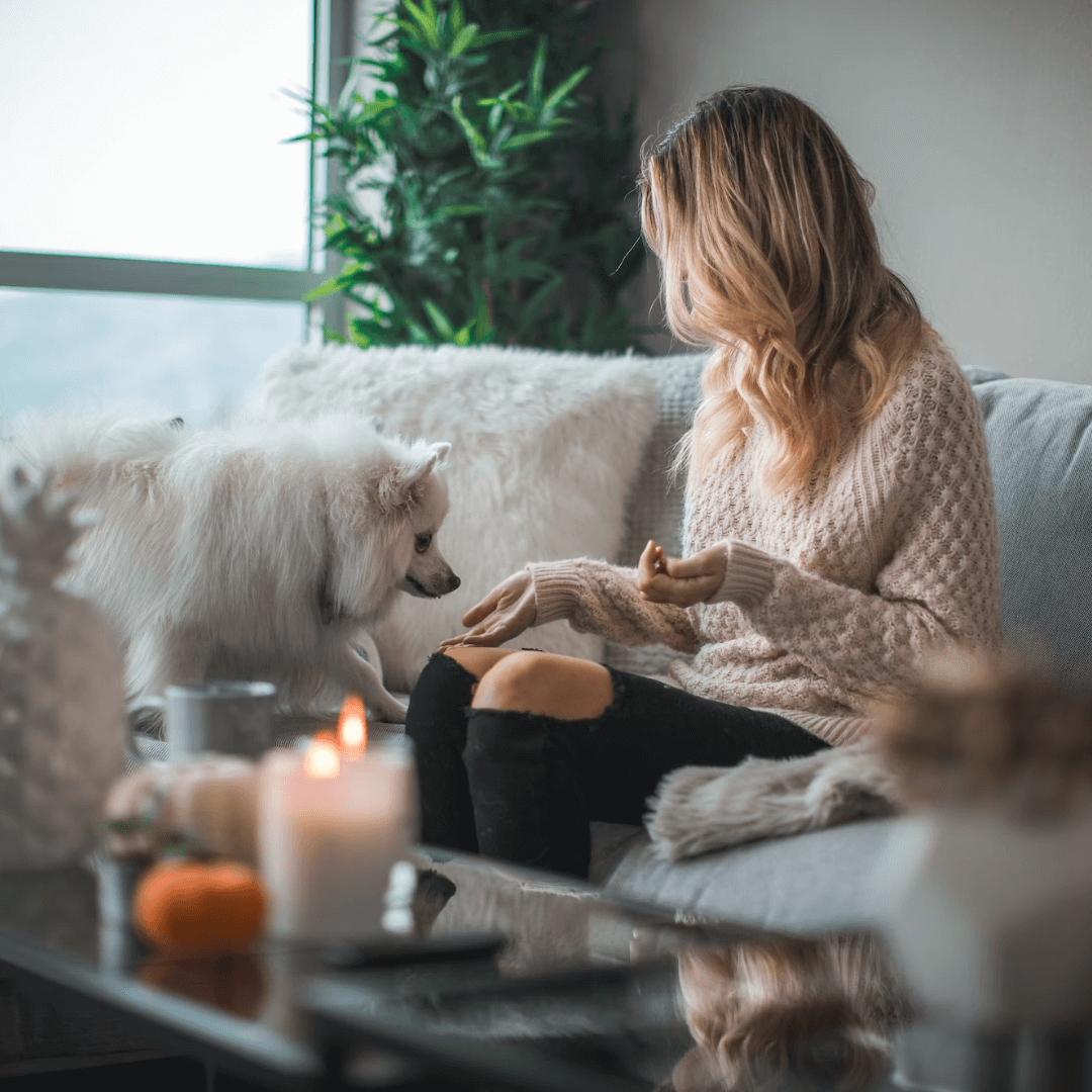 Ljubimci – tvojaradnja